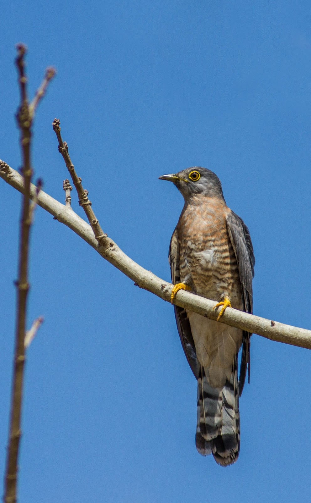 Musicroom's Imaging: Common Hawk Cuckoo