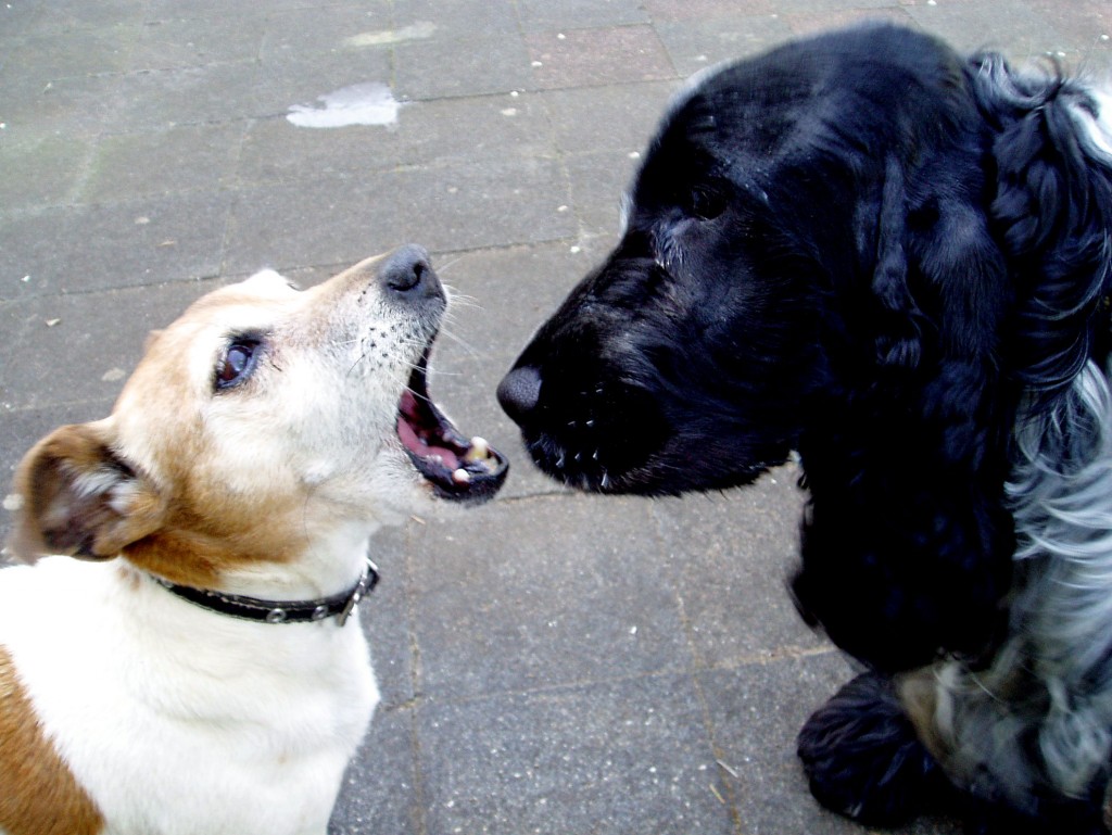 Comportamiento animal : Cómo evitar mordidas de perros