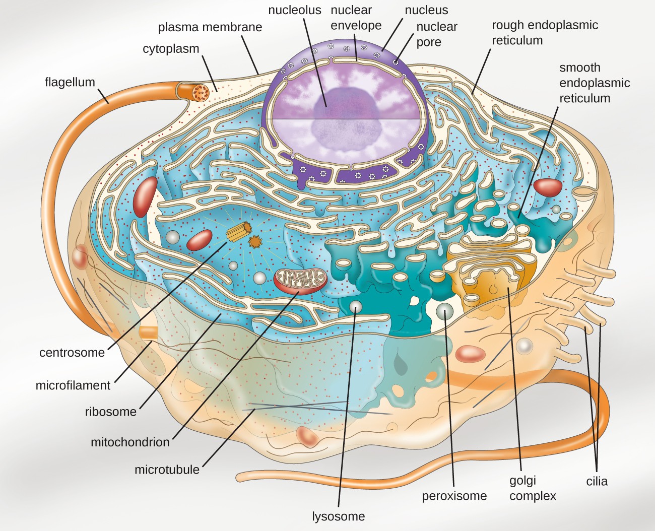 Biological-Freak: 真核細胞隔間化(Eukaryotic Cell Compartmentation) 10-30-2018