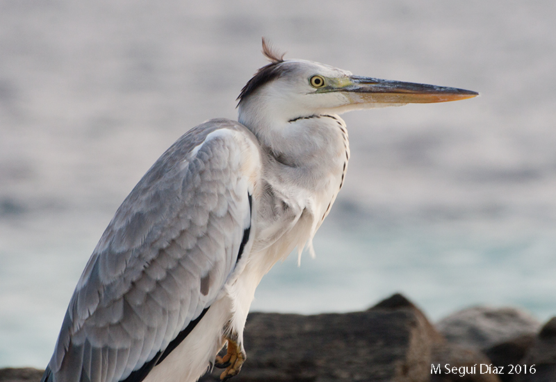 Fotografia y Naturaleza: Garza gris o real-Isla de Feridhoo ( Islas ...