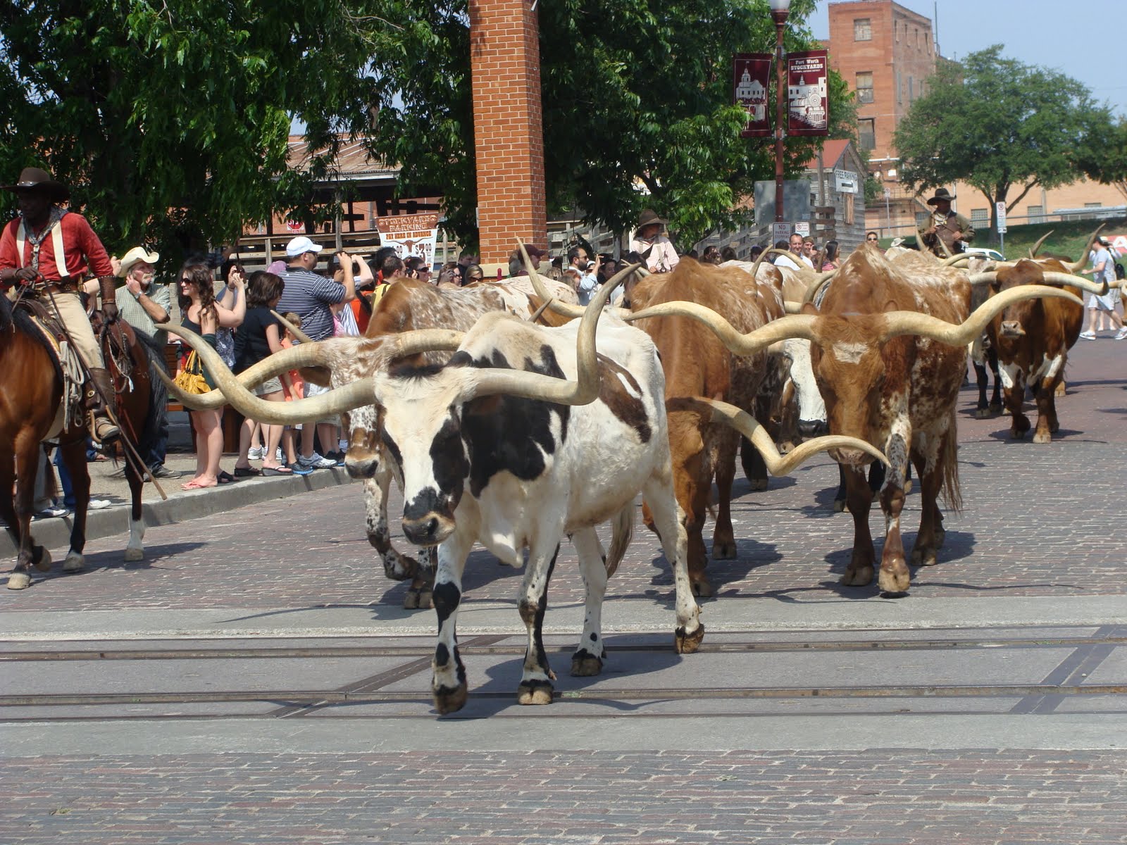 Trip to Dallas: Stockyards