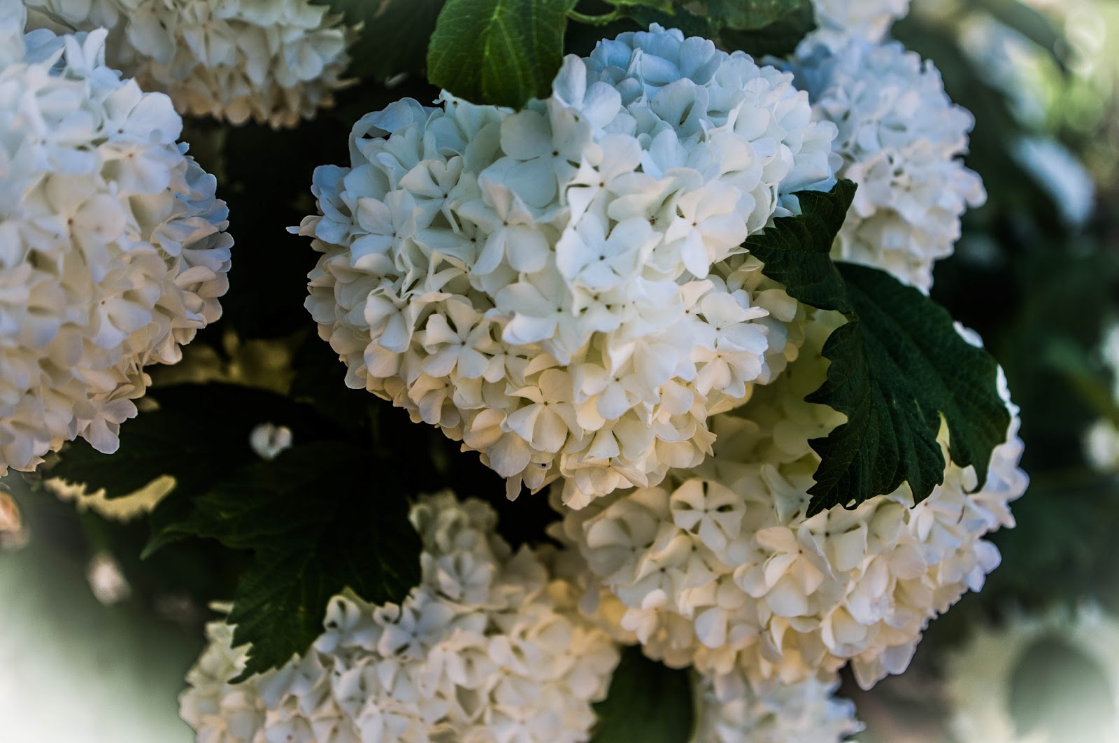 Thom Zehrfeld Photography : Flowering Trees
