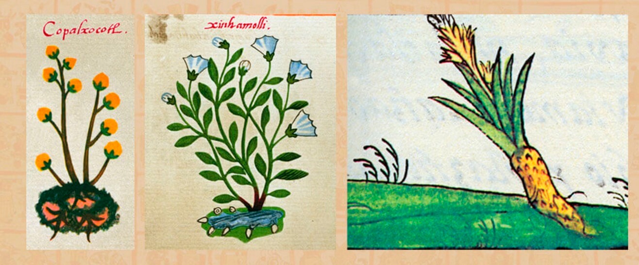 Paseando por la Historia: La higiene de los aztecas