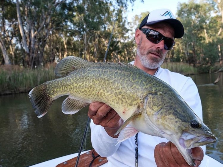 Megabass Vatalion - a new big player in the Murray Cod Swimbait Scene
