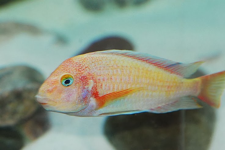 Tropheus'um: Tropheus Pictures-Tropheus Resimleri