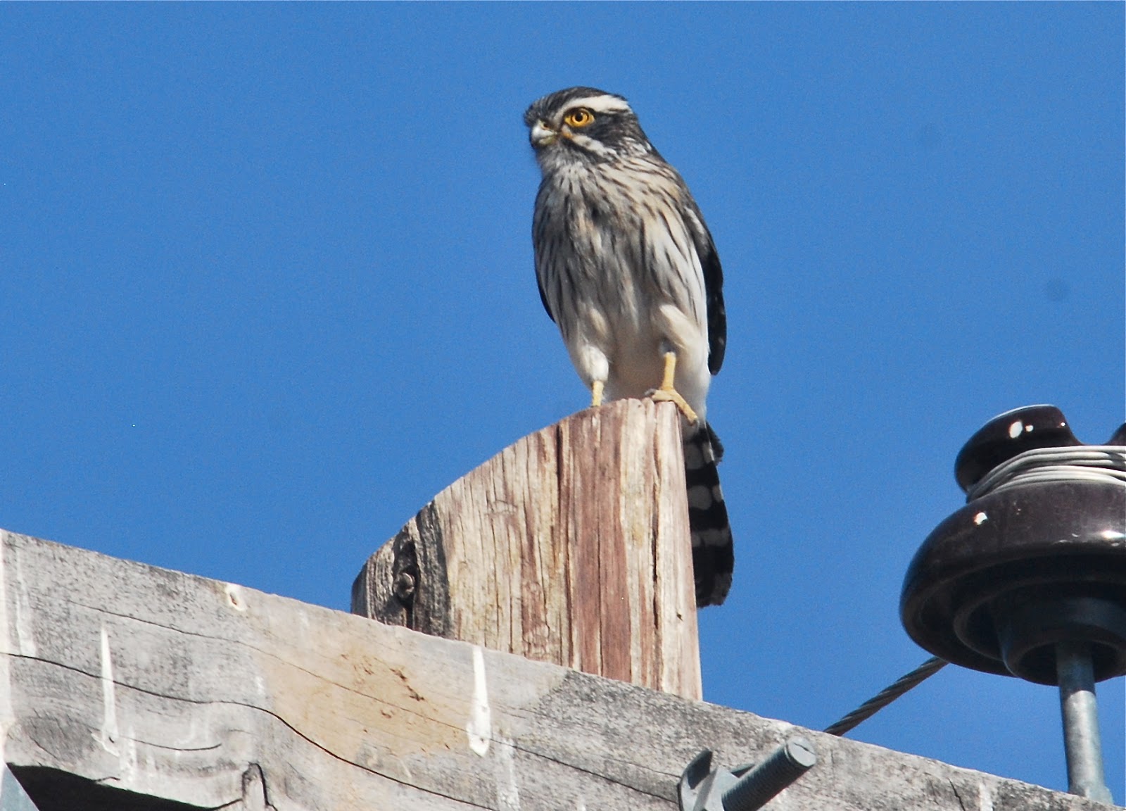 Jan Axel's Blog: The bird of the trip!