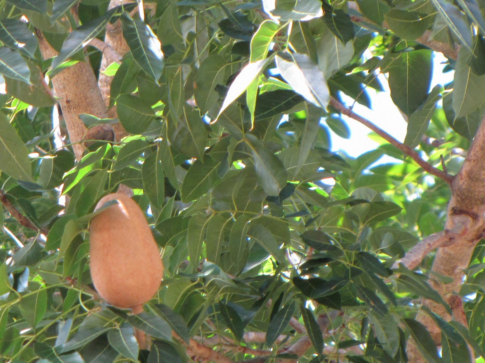 Llano Extremo: Caoba (Swietenia macrophylla) el árbol emblemático del ...