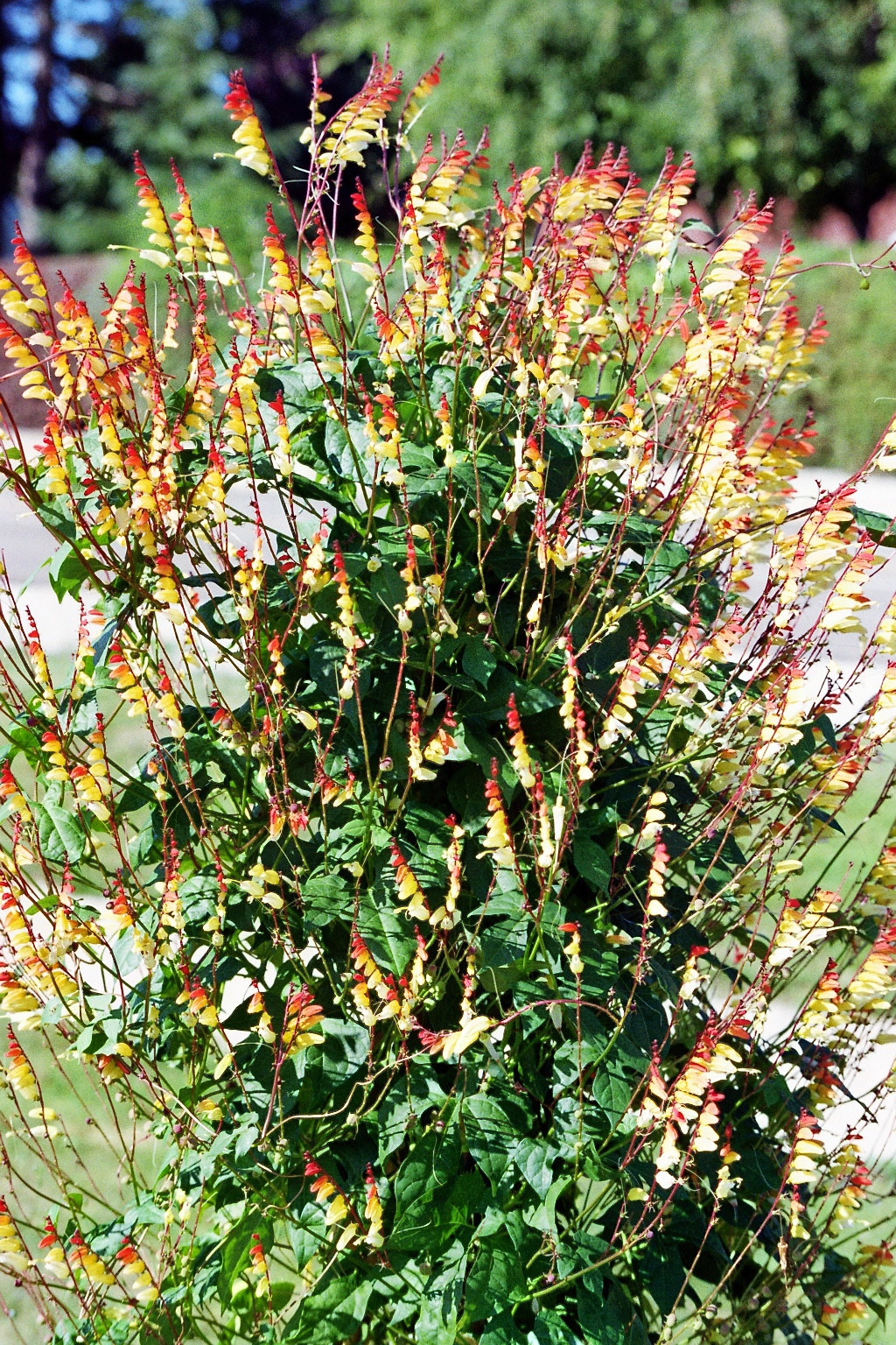 Ipomoea Lobata - Firecracker Vine