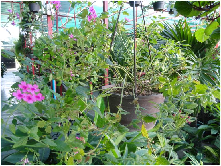 La Doctora De Las Plantas: Cariaquito o lantana, también es una opción ...