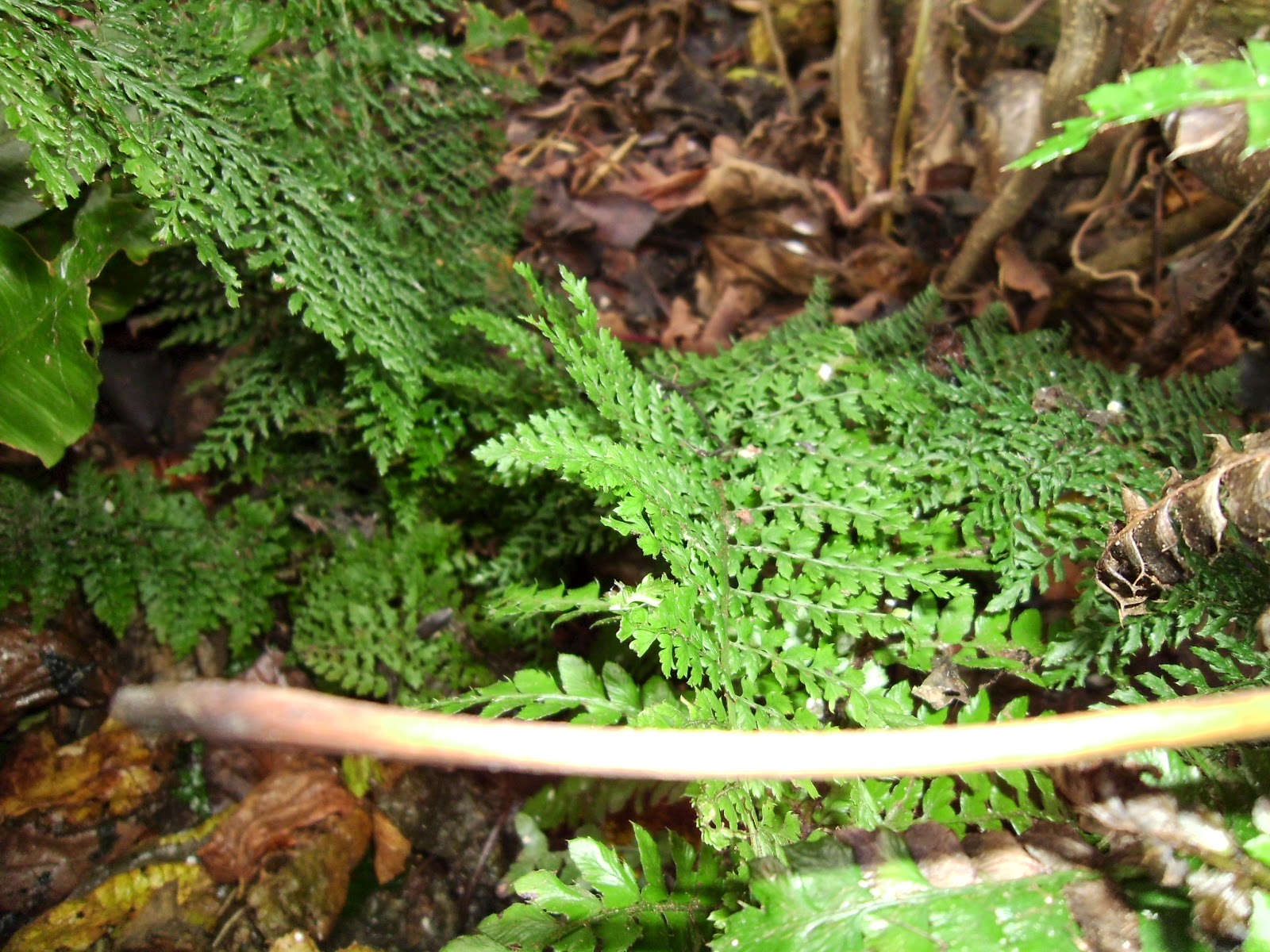 Het paradijsje van Jane: Plant #10: De varen (Pteropsida/Monilophyta)
