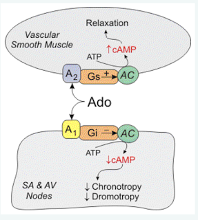 Tutor's Notes: general, cardiovascular, respiratory and renal ...