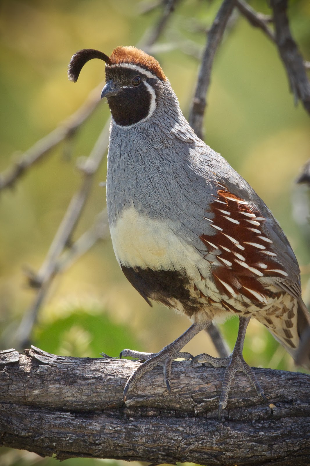 Feather Tailed Stories: Gambel's Quail
