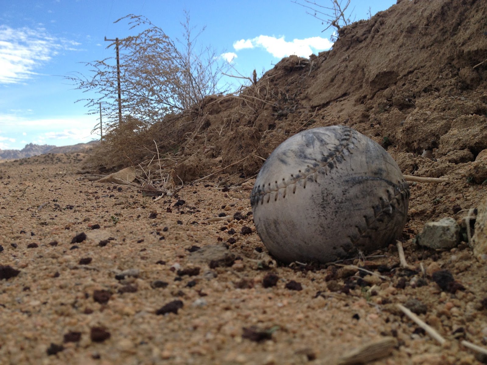 Blog About a Dog: Desert Dogs With Mustard