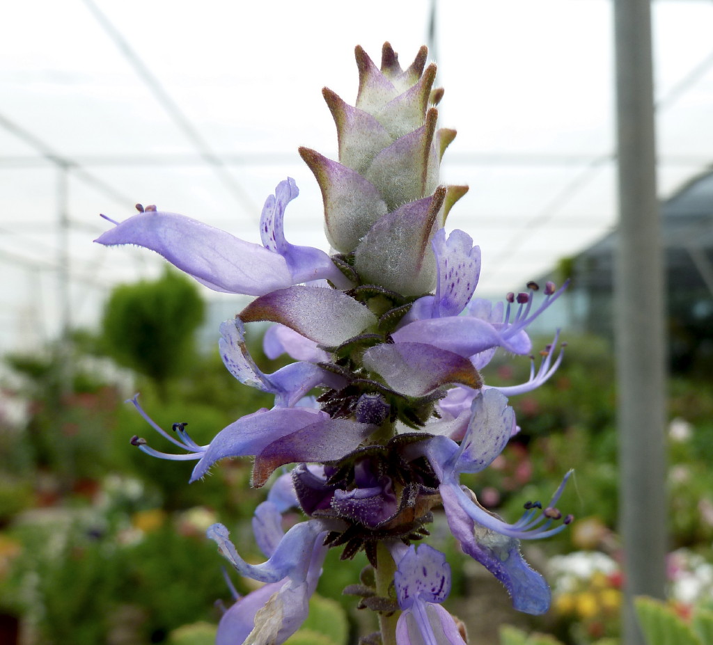 Viveros Vangarden: Plectranthus neochilus