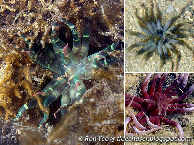 tHE tiDE cHAsER: Sea Anemones (Phylum Cnidaria: Order Actiniaria) of ...