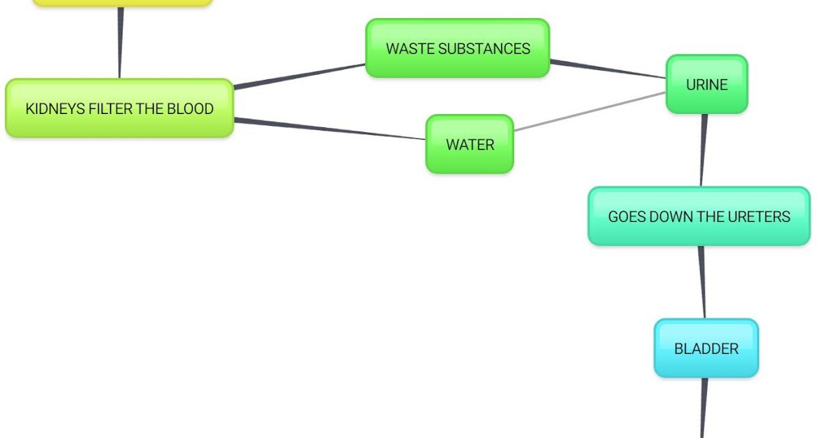 OUR ENGLISH BLOG: EXCRETORY SYSTEM MINDMAP