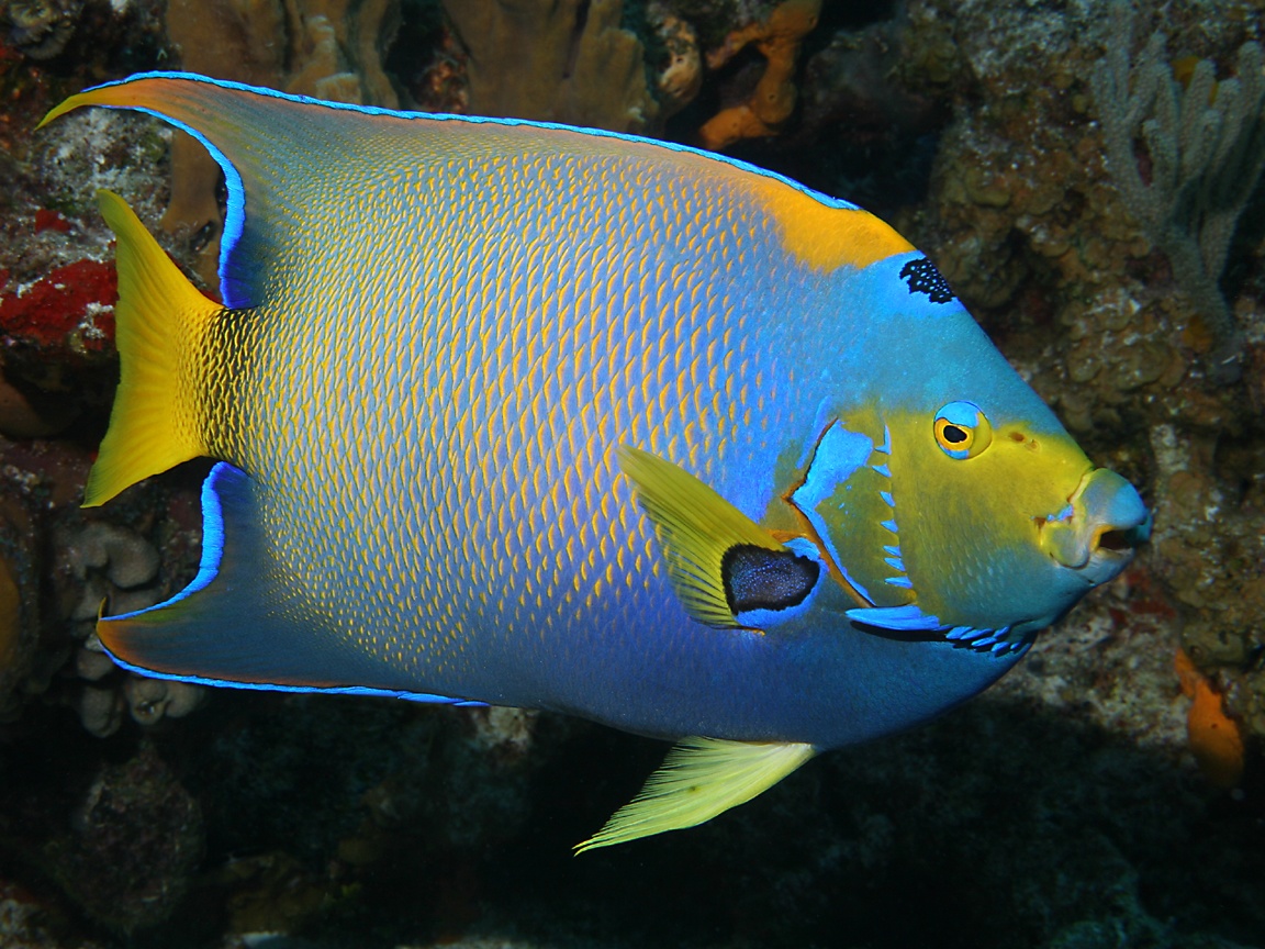 AQUA LIFE: December 2012