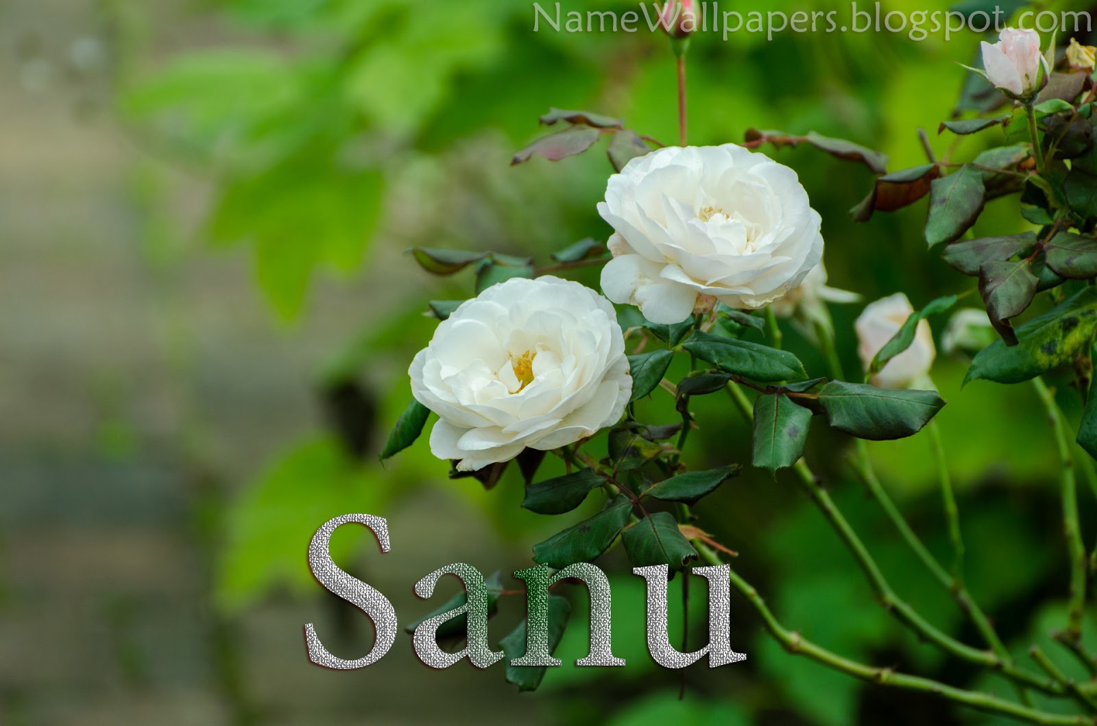 Sanu Name Wallpapers Sanu ~ Name Wallpaper Urdu Name Meaning Name ...