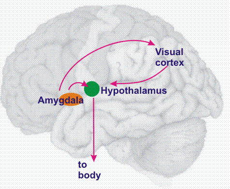 Understanding Williams Syndrome: Music, brain studies and its link to ...