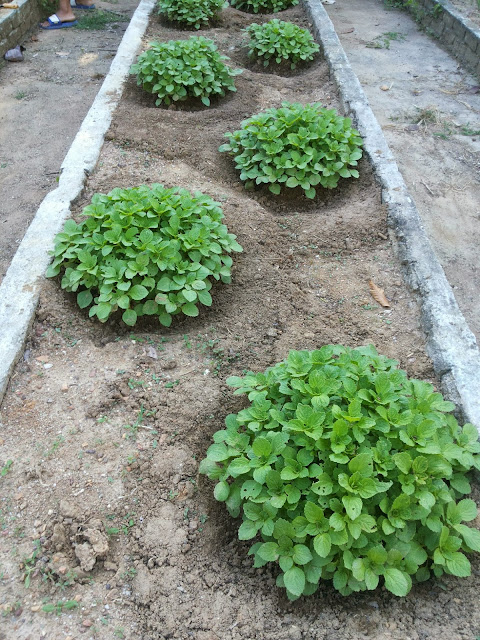 CIKGU LOLITA: MENANAM UBI KEMILI