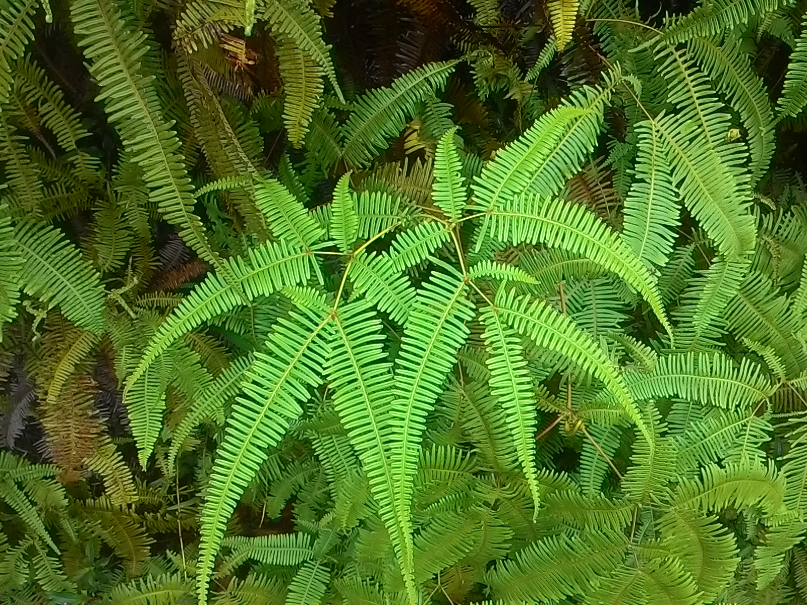 Ongzi's SecretGarden: Dicranopteris linearis - Resam