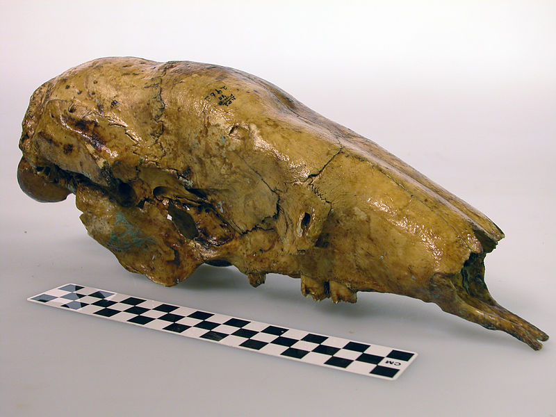 Escenarios prehistóricos: Nothrotheriops