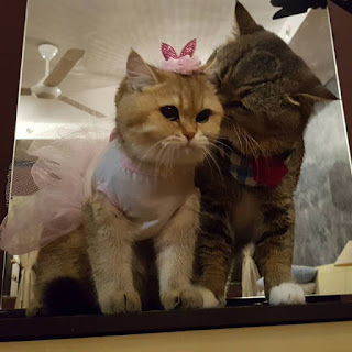 pink bubblegum princess: Pasangan Kucing popular Malaysia | Bujibu ...
