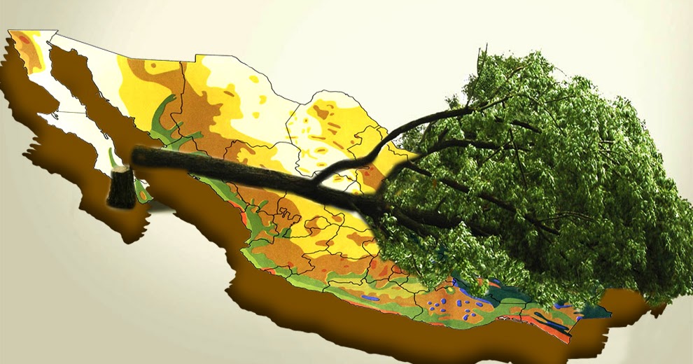 Mis Ideas: La deforestacion de los arboles