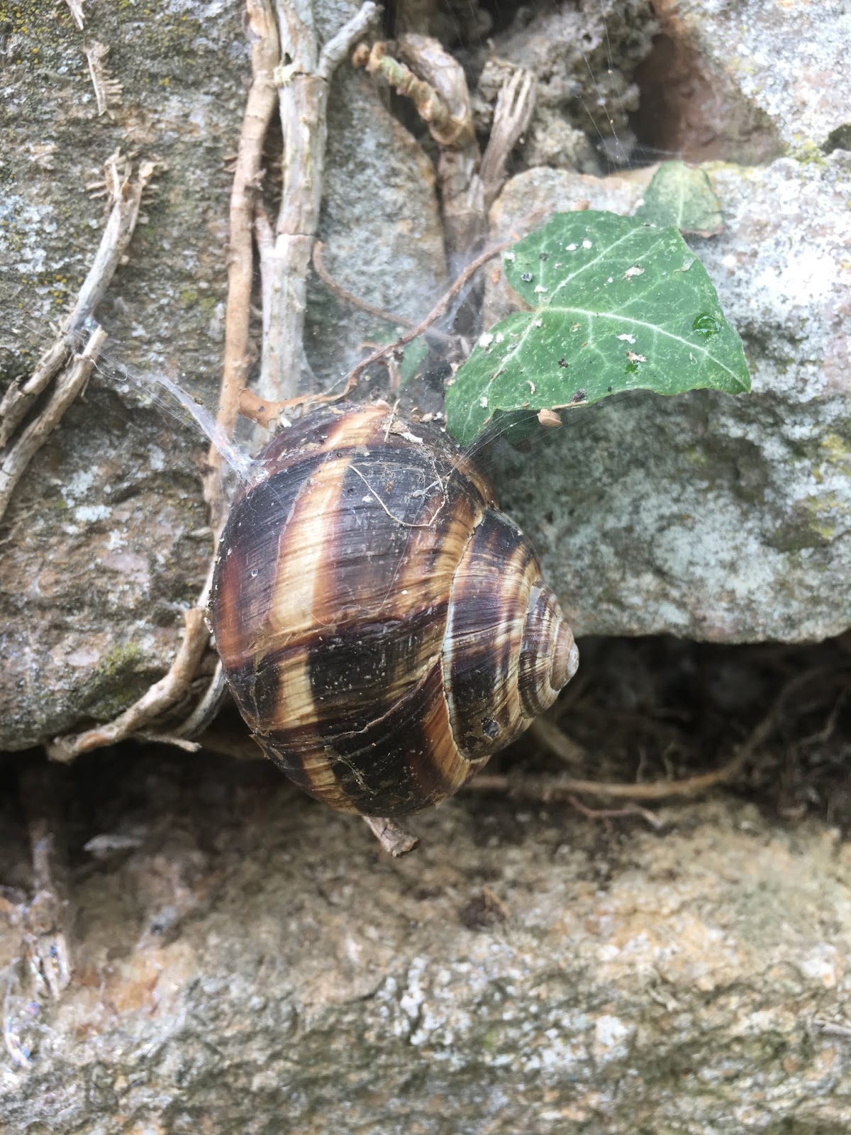 ManuneWs: Helix lucorum