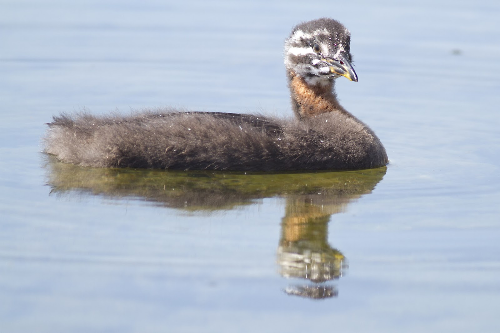 Ann Brokelman Photography: Red-necked Grebe - Young bird still being ...