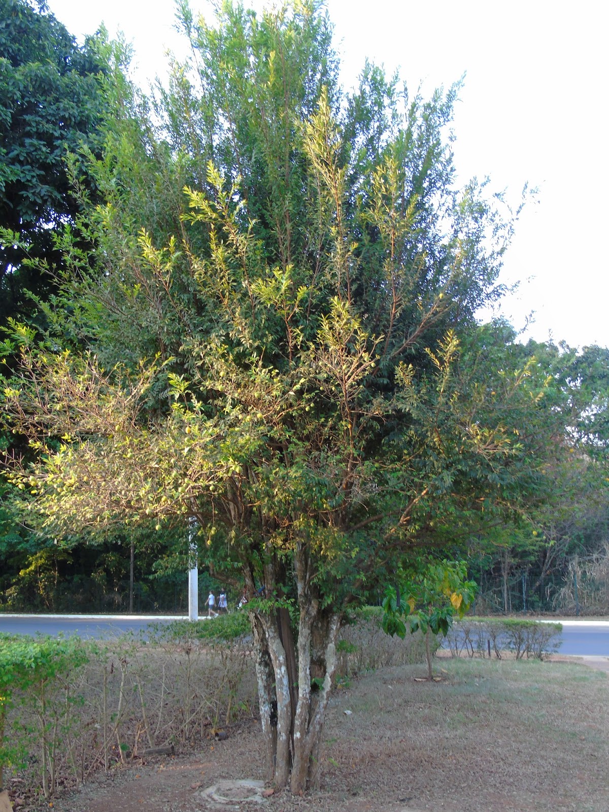 Uvaia (Eugenia pyriformis Cambess.) | A planta da vez