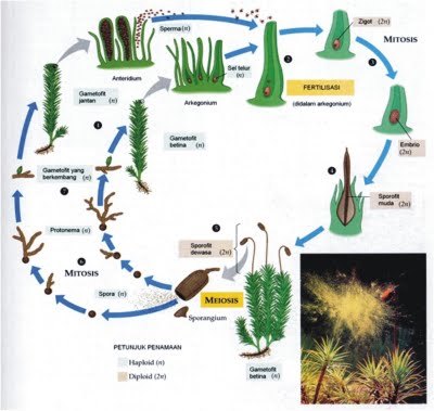 INBOX BIOLOGI: METAGENESIS TUMBUHAN LUMUT (BRIOPHYTA)