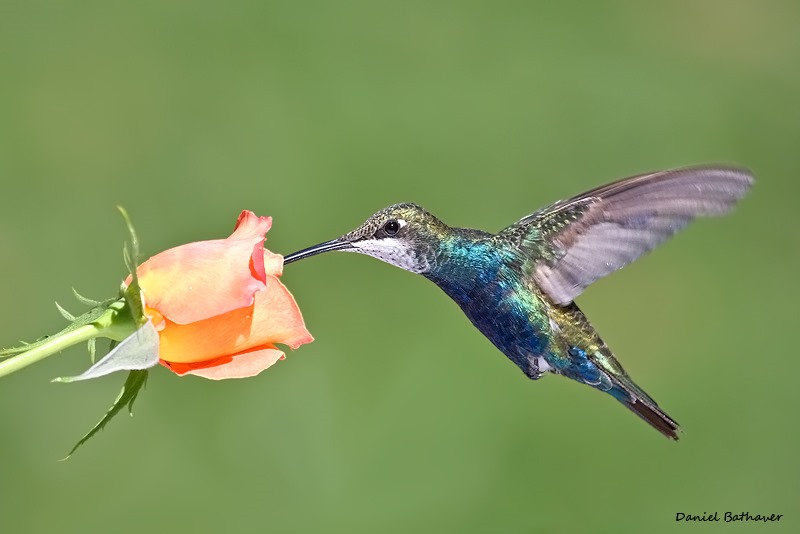 Cultura Guaraní: Información el Picaflor