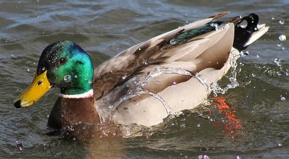 Souljournaler: Like Water Off A Duck's Back