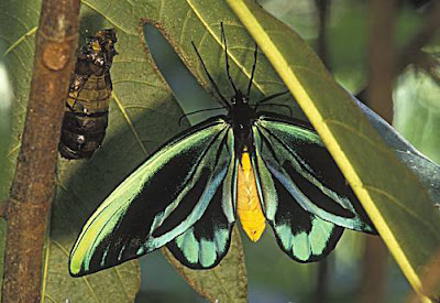 Totul despre fluturi: Ornithoptera Alexandrae