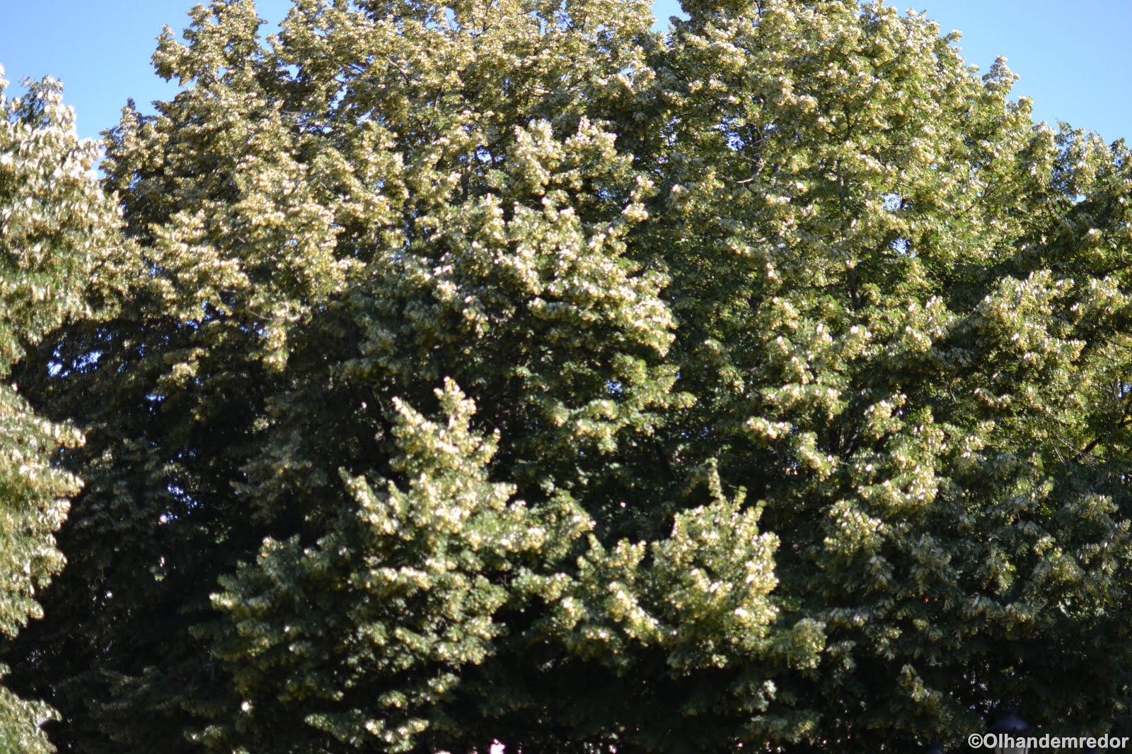 Coisas de Ada: Flor cheirosa de Tília