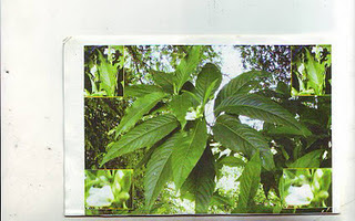 AYURVEDAM - ఆయుర్వేదం: DR . ELCHURI RECIPES WITH ADDASARAM CHETTU ...