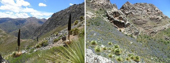 Turismo en Yunga, Moquegua, Perú: Flora y Fauna nativa de Yunga. Native ...