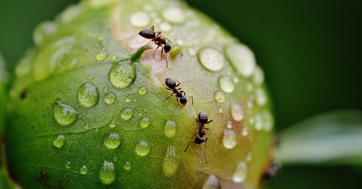 Saint Marty: May 3: Tim Seibles, "Magnifying Glass," Ants