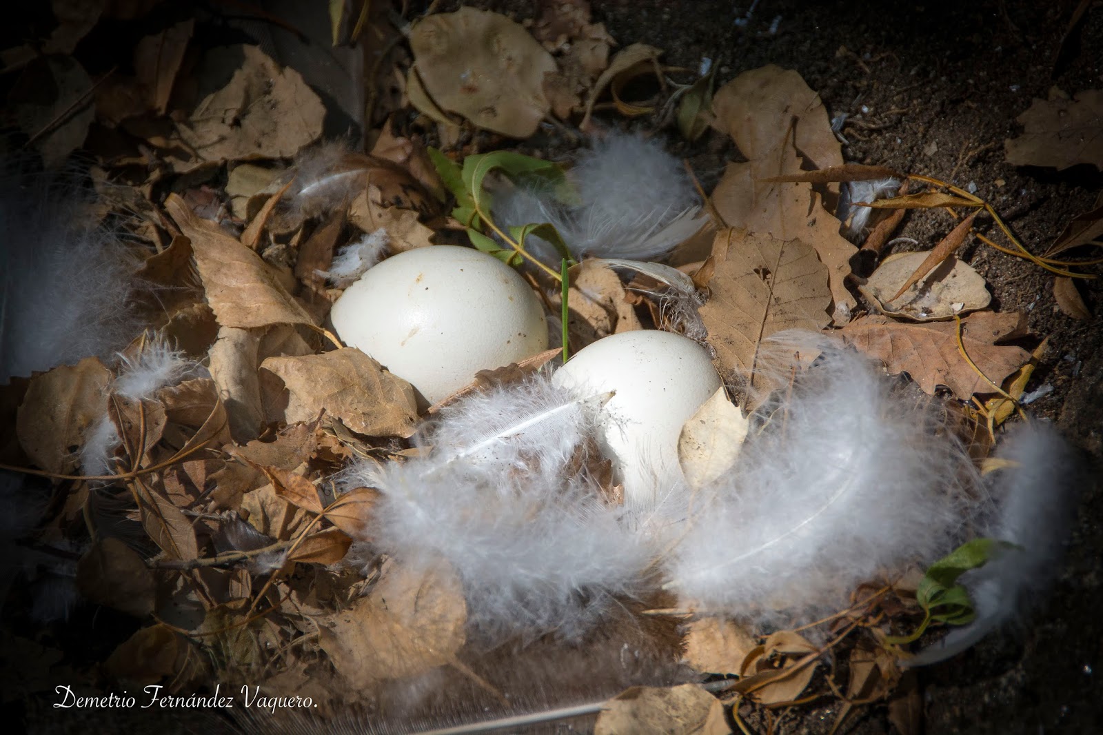 Pava Real en nido y nido de Pavo Real | Fotografía Demetrio Fernández