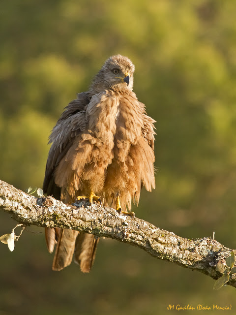 Fotografía de Naturaleza - JM Gavilán: Milano negro (Milvus migrans)