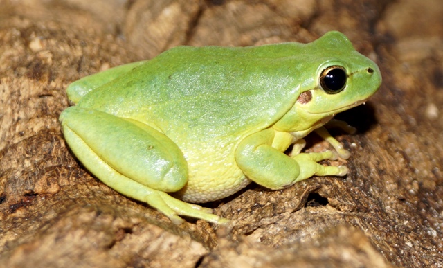 Reptiles y Anfibios de Extremadura: Fotos de anfibios y reptil.