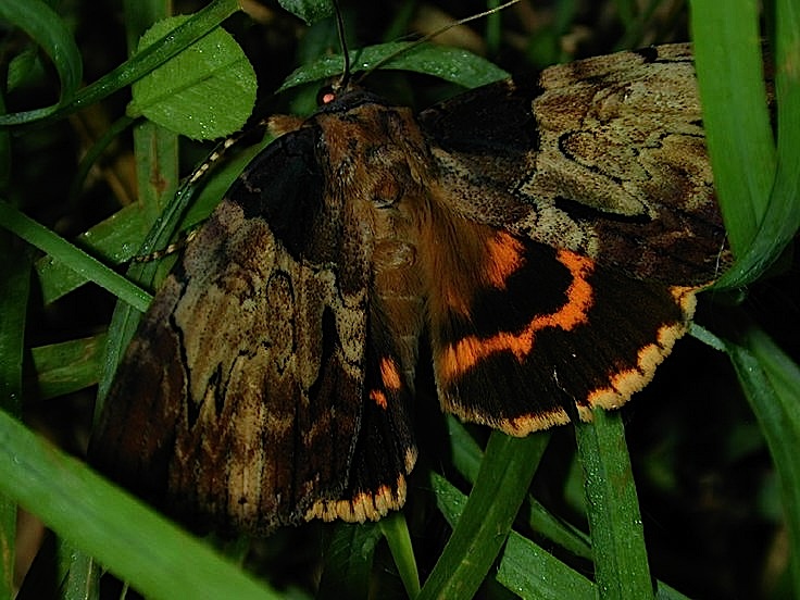Field Biology in Southeastern Ohio: Noctuid Moths & Tiger Moths