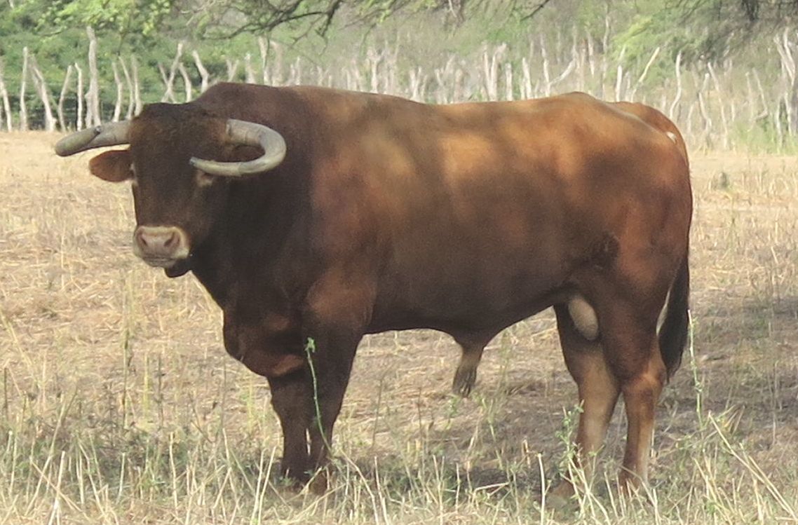 Perú Taurino: TOROS DE ROBERTO PUGA PARA LA FERIA DE CHOTA (CAJAMARCA)