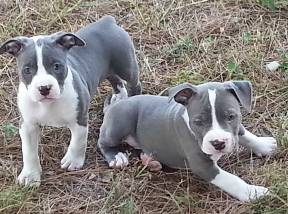 Allevamento Amstaff a Roma - CUCCIOLI AMSTAFF 392 4454844