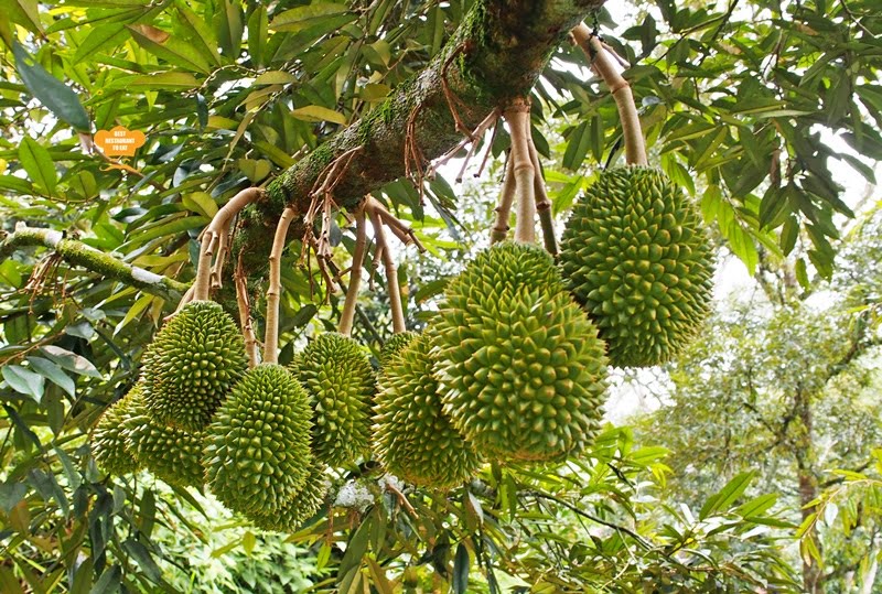 Best Restaurant To Eat - Malaysian Food Blog: RAUB DURIAN FARM Orchard ...
