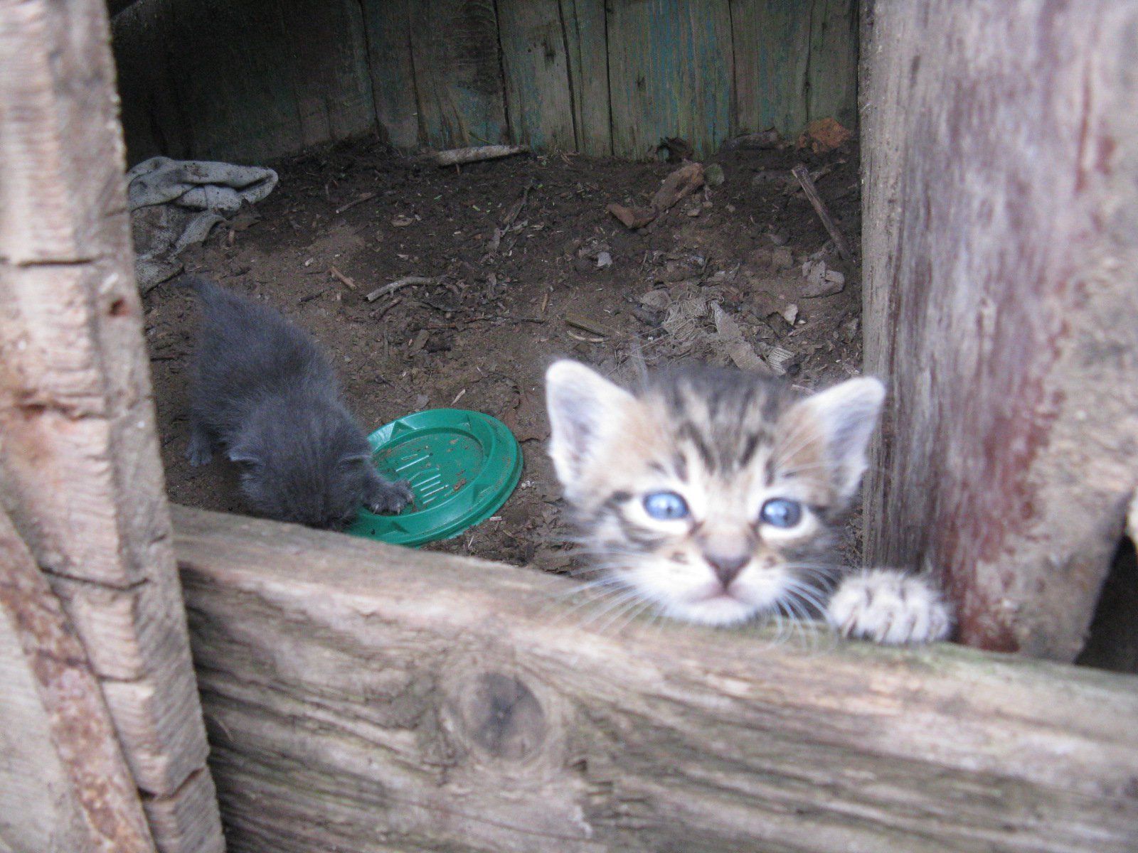 Pisici haioase: iulie 2011