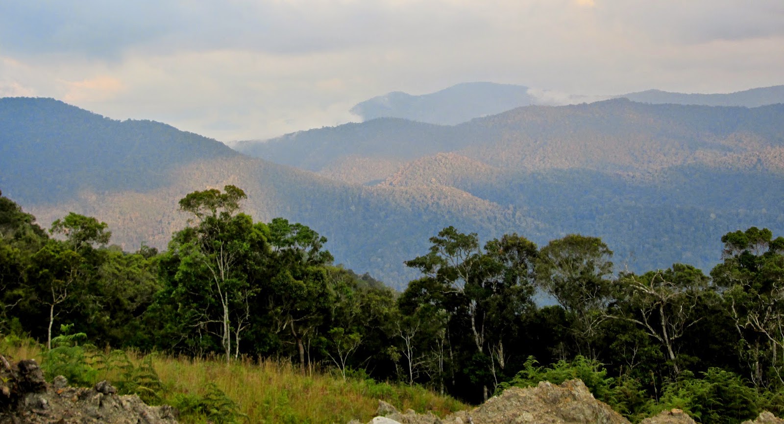 Worldbirder: Sulawesi - Lore Lindu National Park.