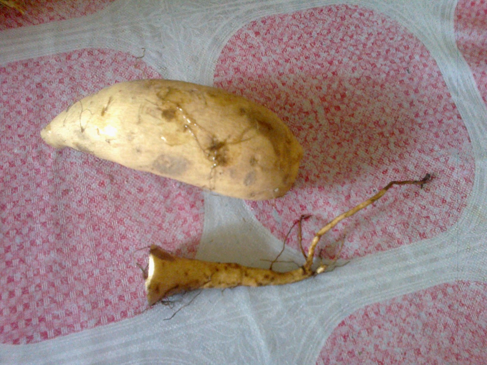 cik azz: Cara mudah tanam keledek putih.