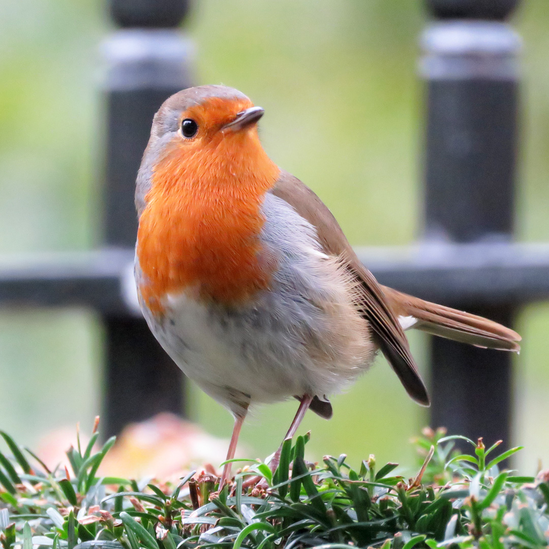 Daily Photo Stream: European Robin